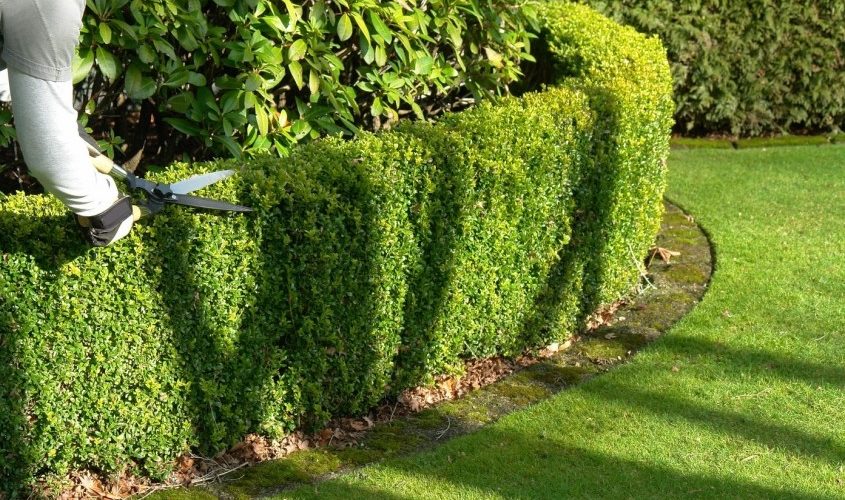Faire son jardin potager – Conseils pour avoir un beau jardin Faire son jardin potager – Conseils pour avoir un beau jardin